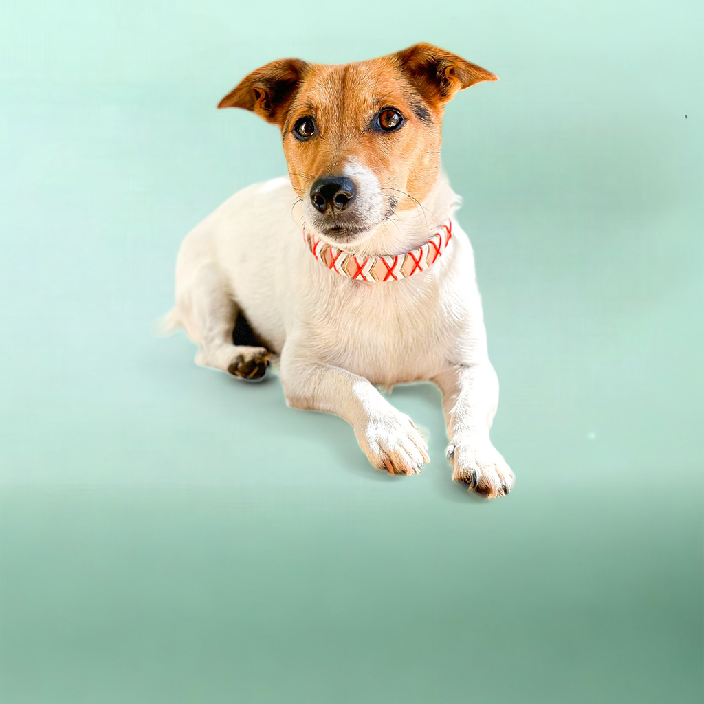 New in – Island Dogs Mallorca