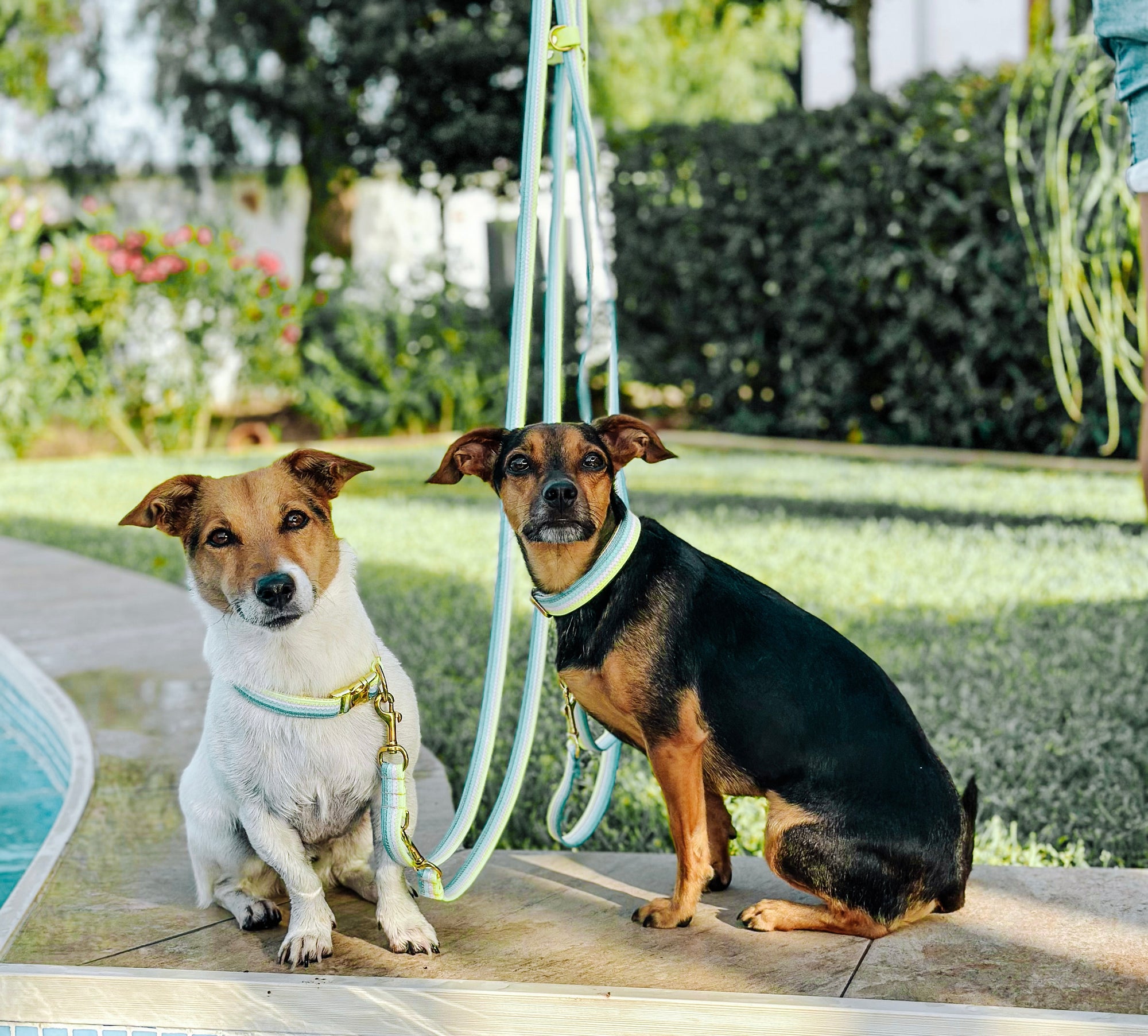 Customer gallery – Island Dogs Mallorca