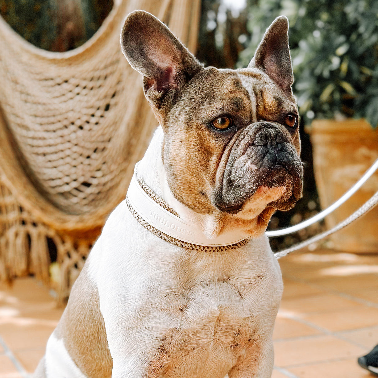 Customer gallery – Island Dogs Mallorca