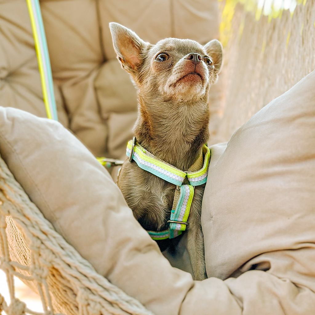 Kundengalerie – Island Dogs Mallorca