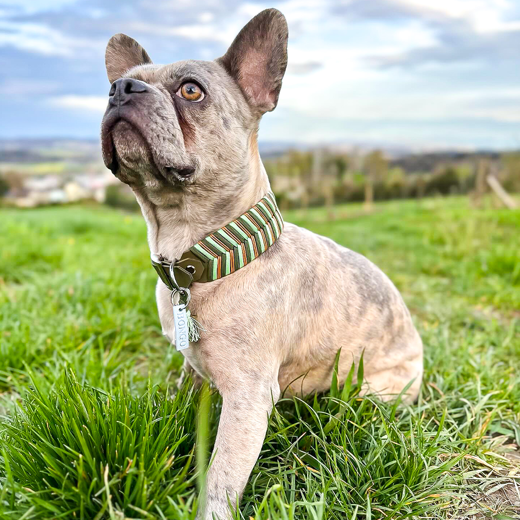 Kundengalerie – Island Dogs Mallorca