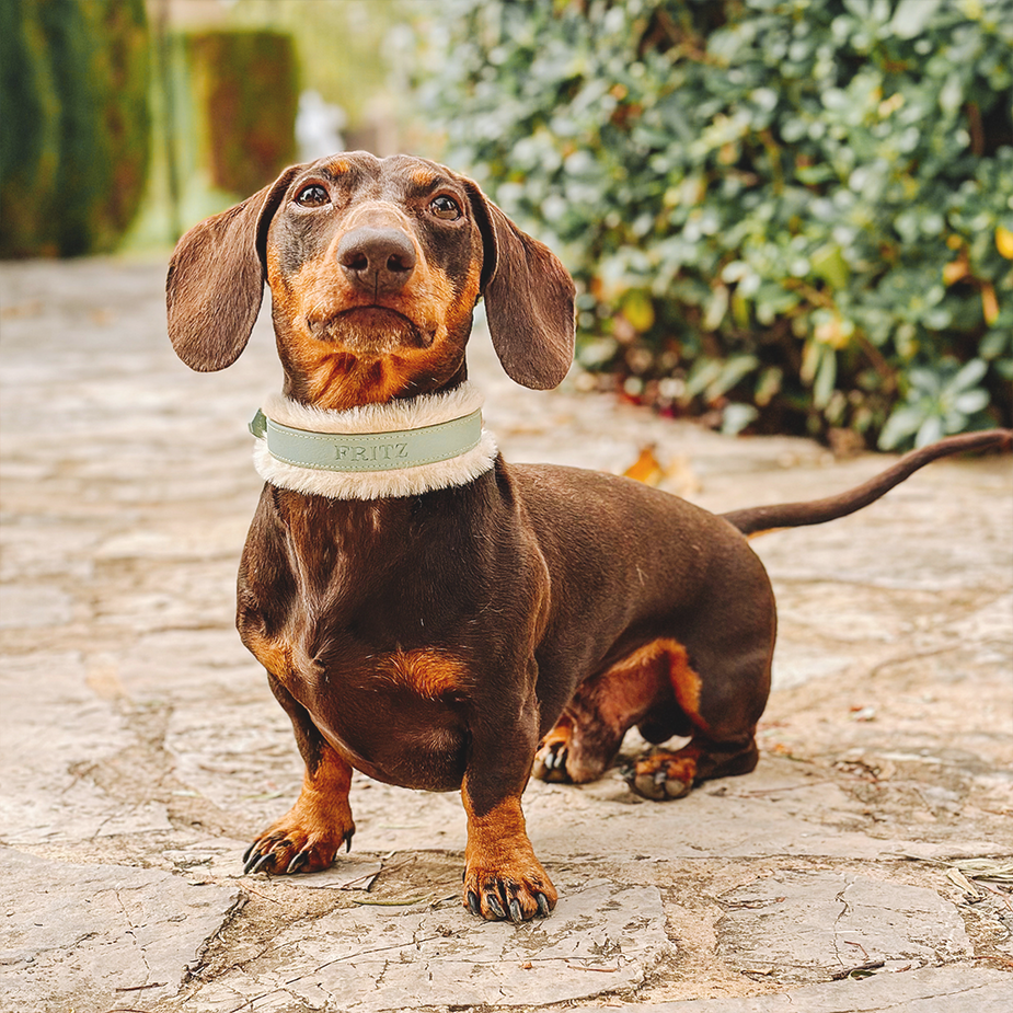 Customer gallery – Island Dogs Mallorca