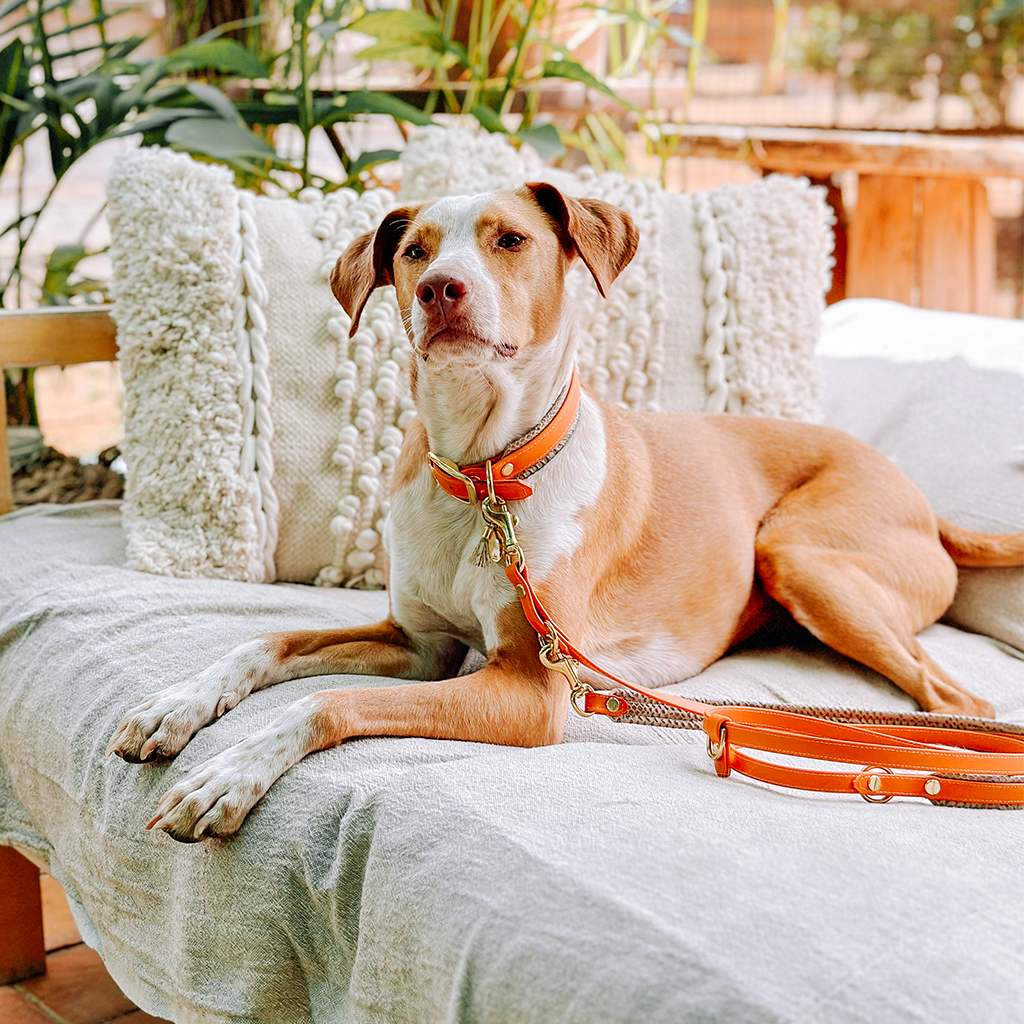 Customer gallery – Island Dogs Mallorca
