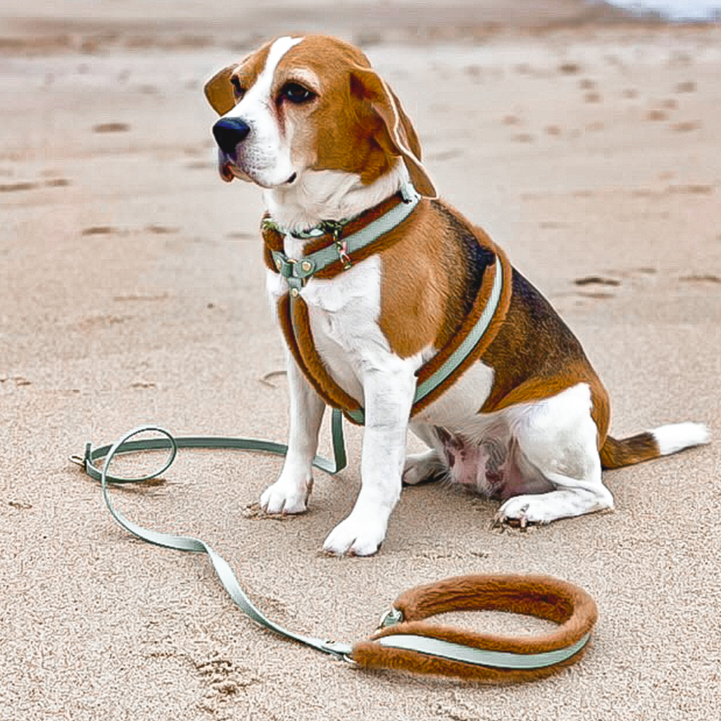 Deluxe Line by Island Dogs – Island Dogs Mallorca