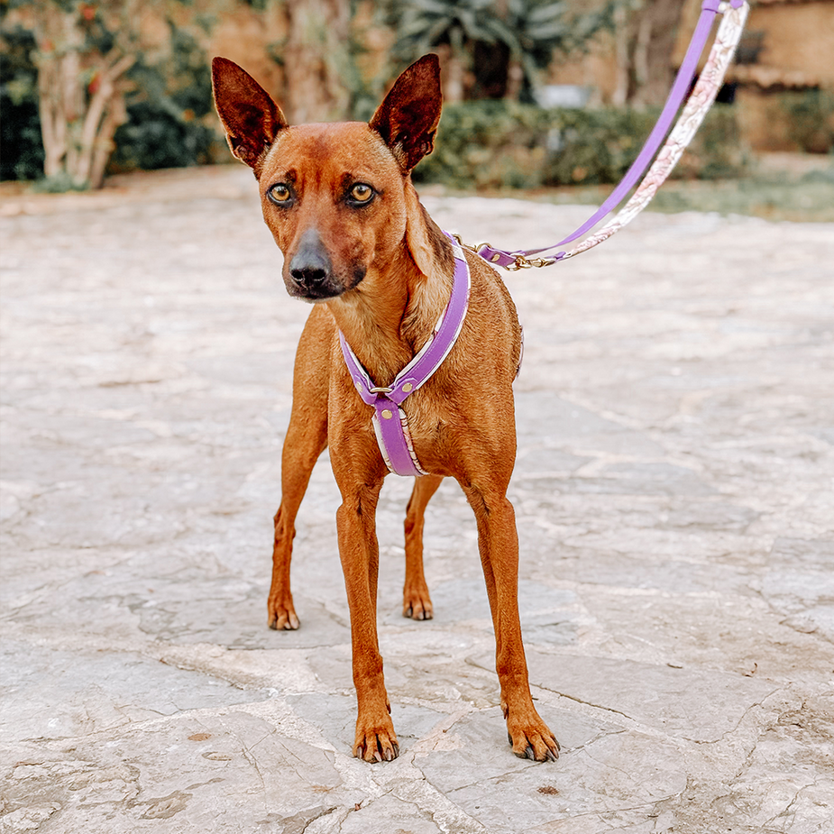 Customer gallery – Island Dogs Mallorca
