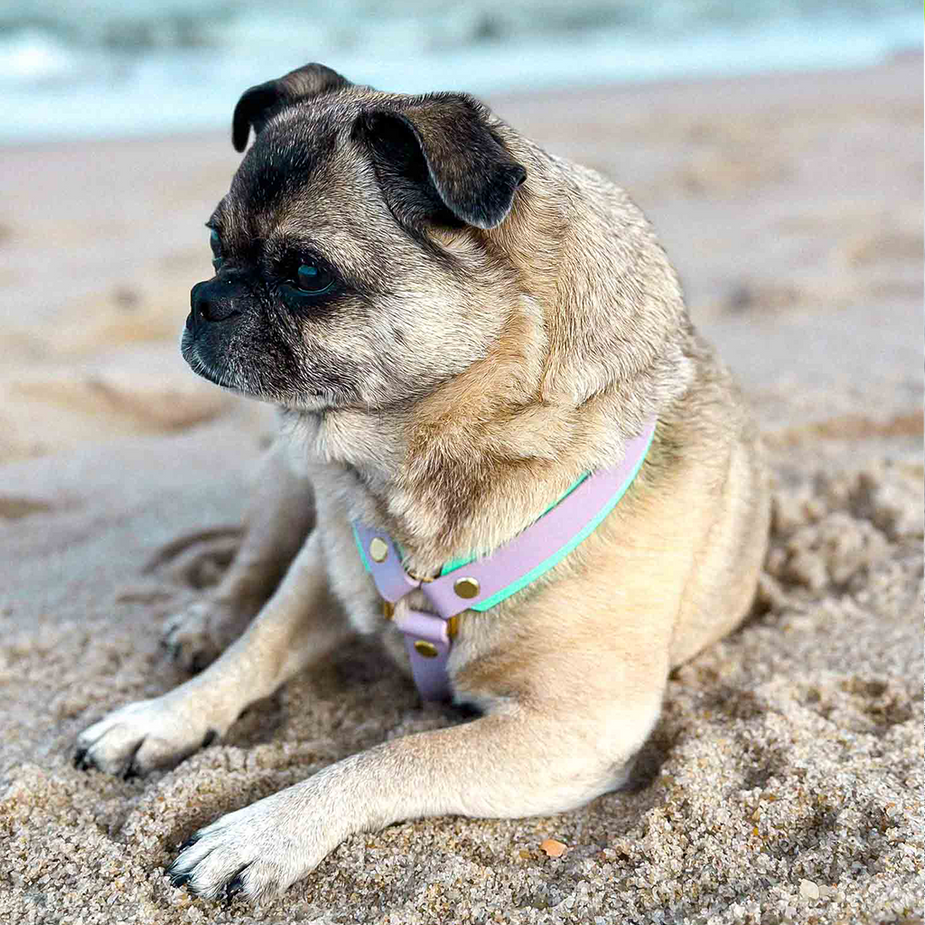 Customer gallery – Island Dogs Mallorca