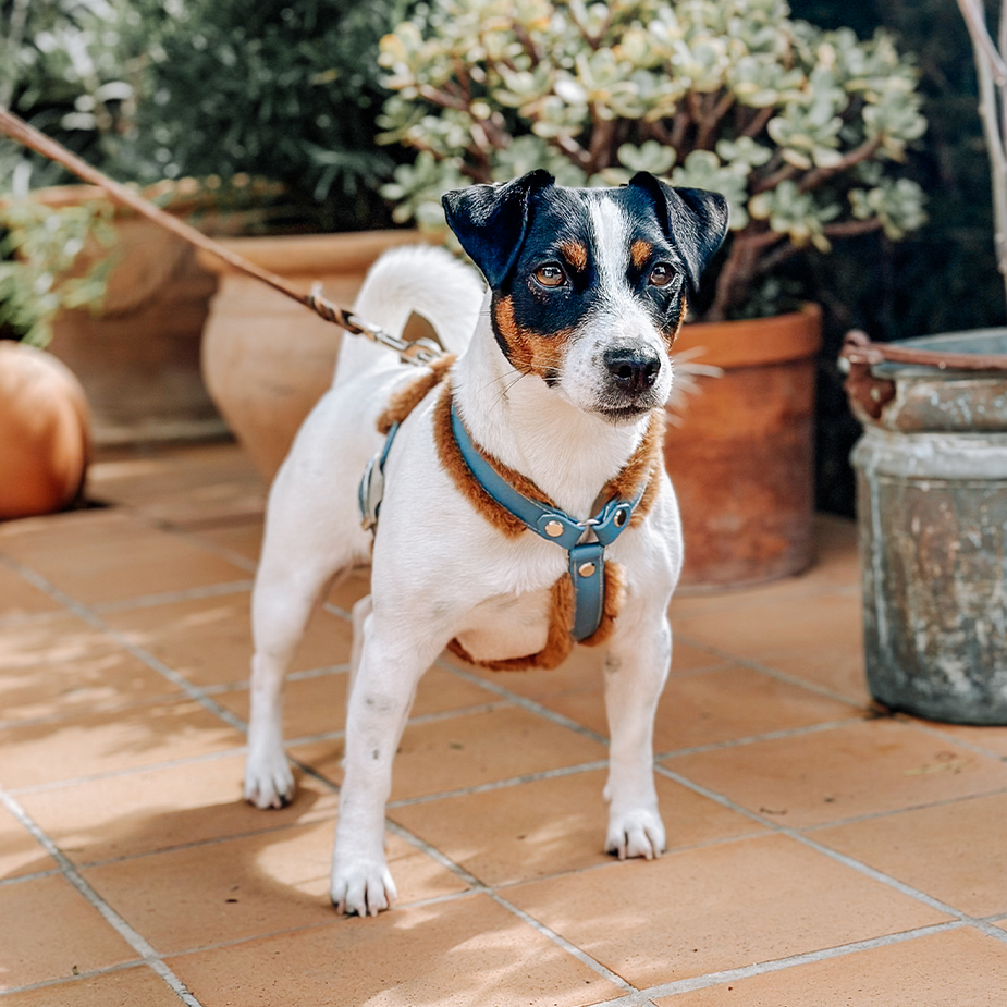 Customer gallery – Island Dogs Mallorca