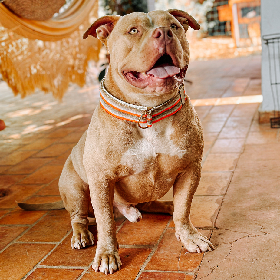 Customer gallery – Island Dogs Mallorca