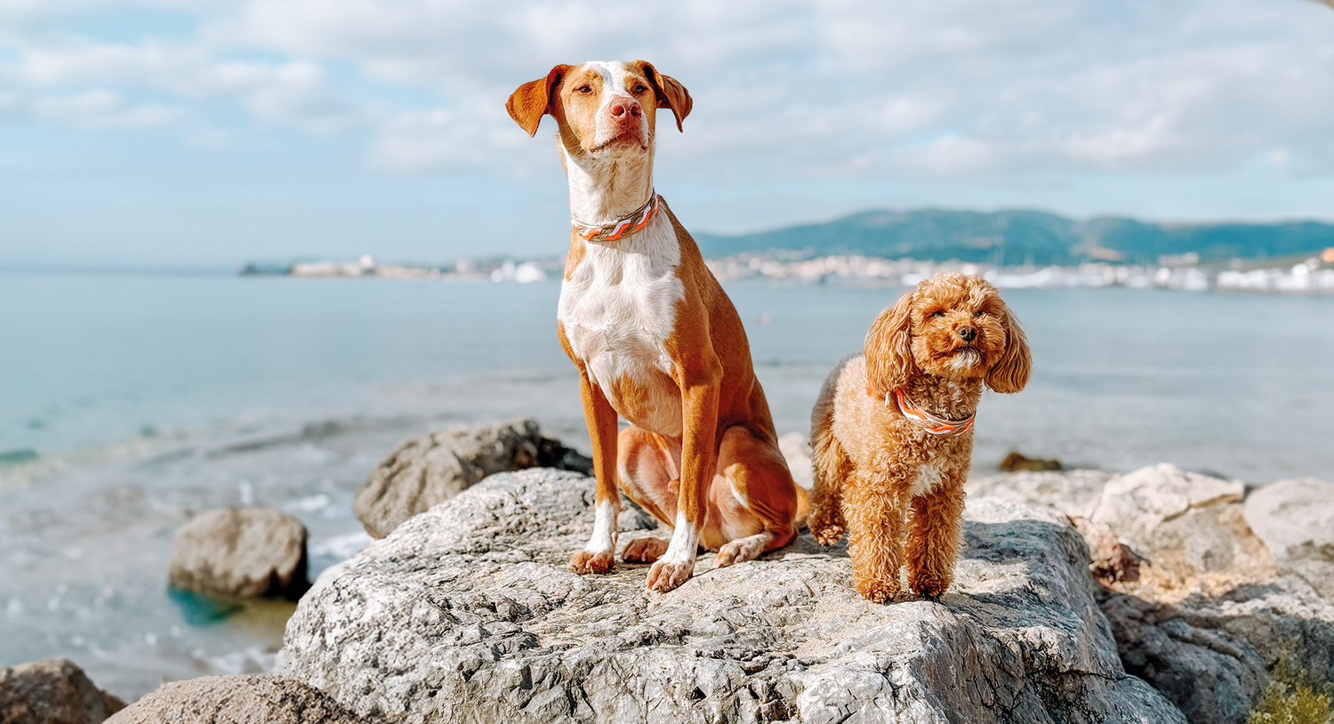 Island Dogs Mallorca | Online shop for dog collars, leashes & Co